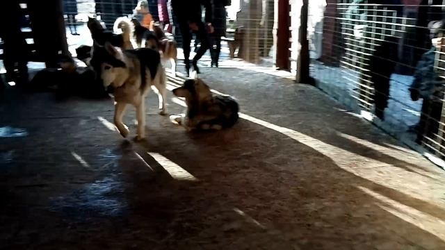 07_этно_2020_ХАСКИ.mp4