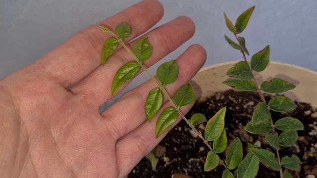 Мирт Австромиртус 4