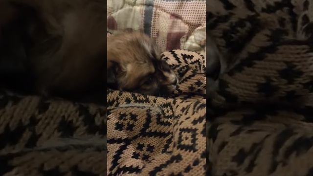 Знакомьтесь, #Арчибальд из #Анискино🐾, #ищетдом🏡#1