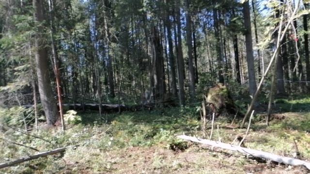 убираем участок от деревьев. Участок для многодетной семьи.