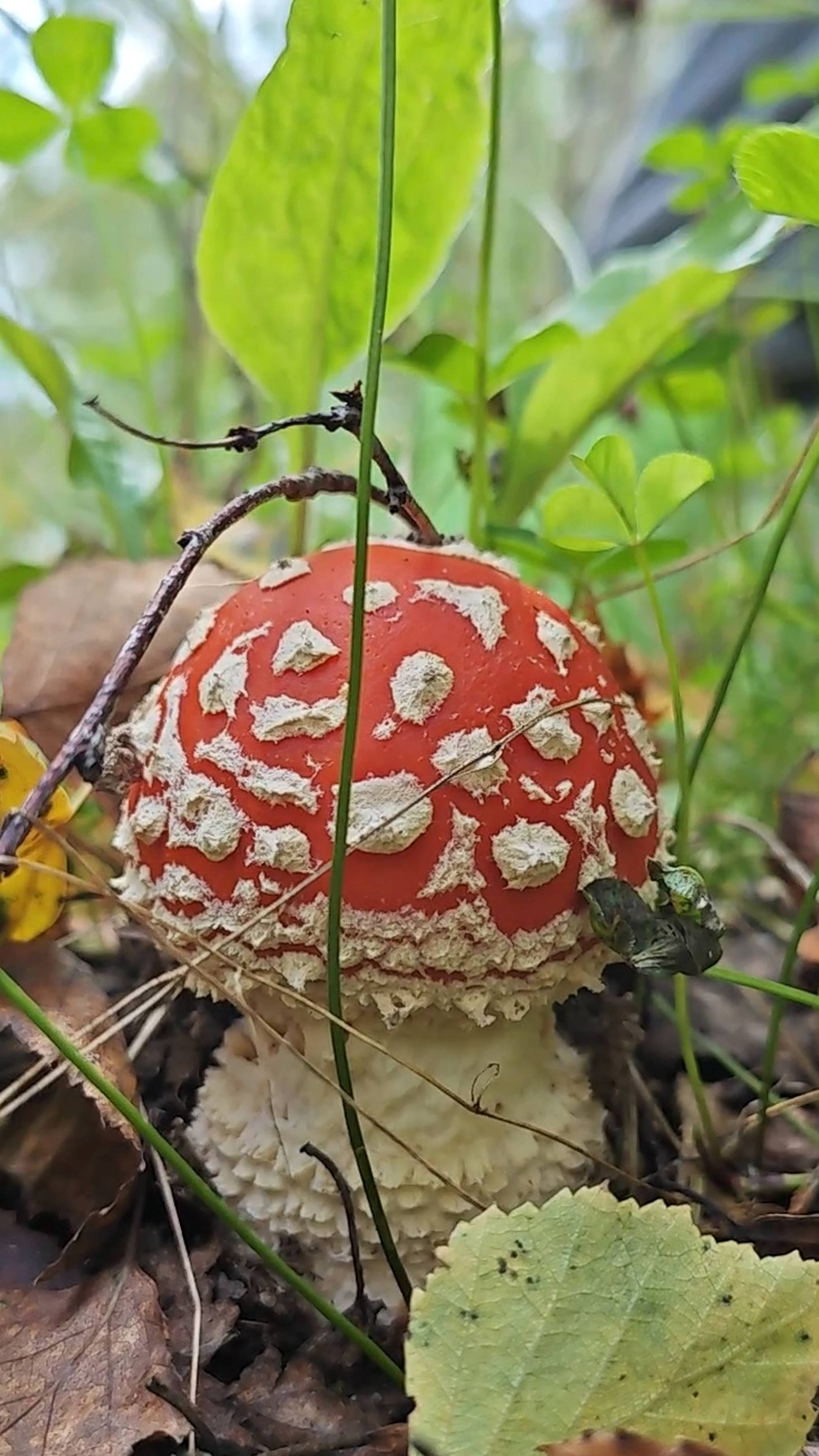 Красный Мухомор