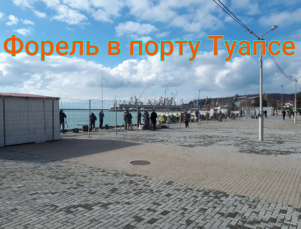 Туапсе 25.01.2022 набережная, в акваторию порта зашла форель.