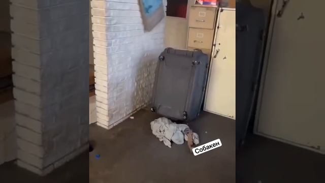 Юмар.