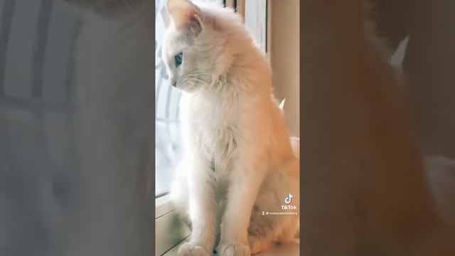 Белая кошка Мейн кун и ее котёнок.