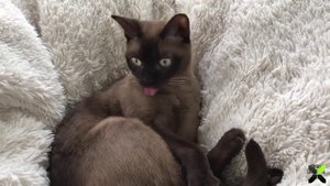 Реакция кота на сирену торнадо