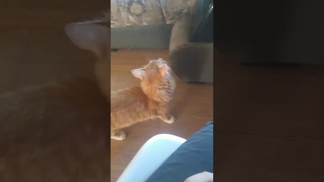 беседа с котом симбой.mp4
