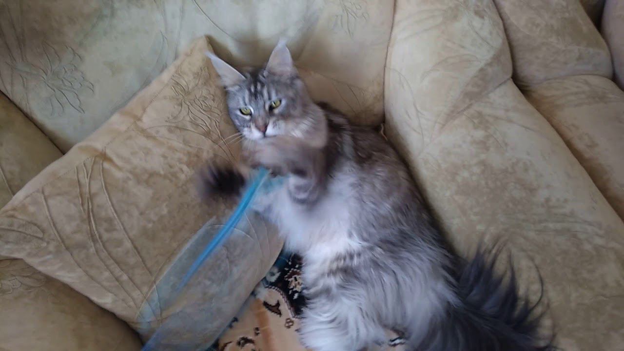 Котег