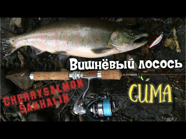Вишнёвый лосось! Сима в июле на Сахалине. Cherrysalmon Sakhalin.