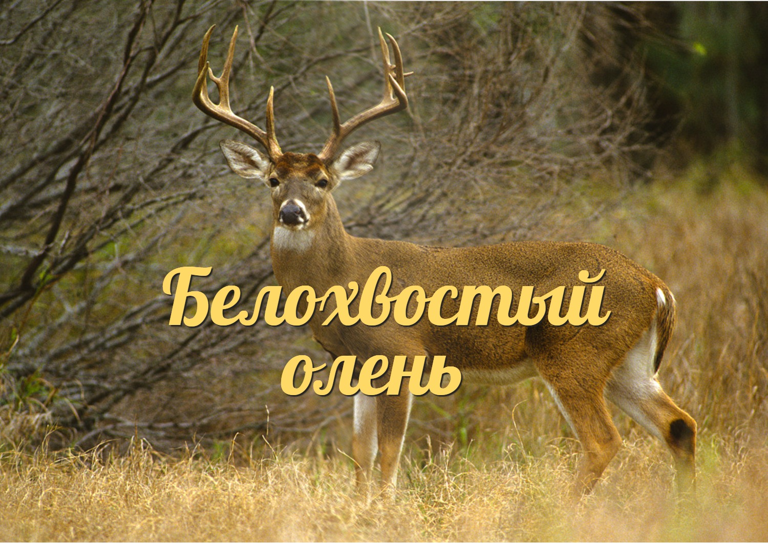 The Hunter classic (белохвостый олень)