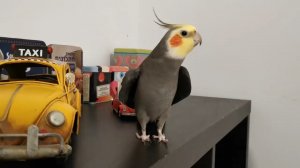 Попугай поёт тему из Игры престолов