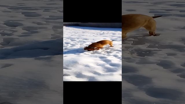 Собака играет зимой