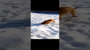 Собака играет зимой