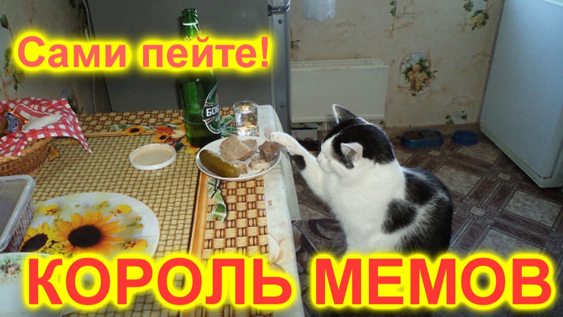 ПРИКОЛ С КОТОМ-кот-трезвенник/КОРОЛЬ МЕМОВ