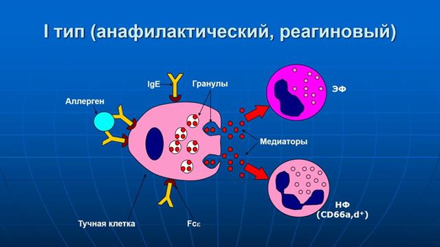 Патофизиология Аллергии