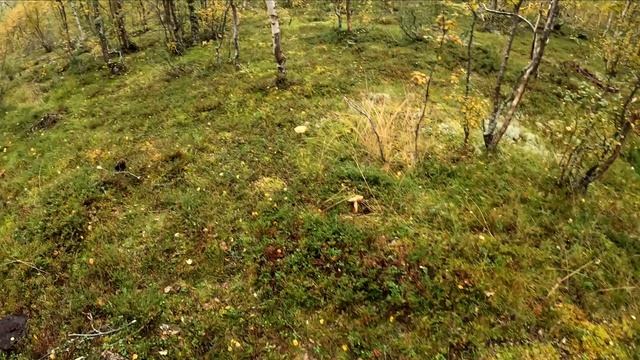 РЫБАЛКА И ГРИБАЛКА! ВЫБРАЛСЯ В ТУНДРУ, ПЕРЕНОЧЕВАЛ НОЧЬ В ИЗБУШКЕ! ДЕЛАЮ СТОЛ В ИЗБУШКЕ..КУМЖА