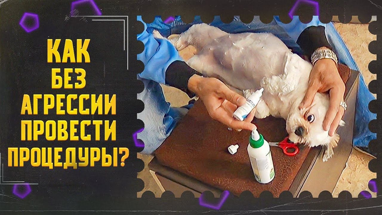 Как без агрессии провести процедуры(Ши-тцу Молли)