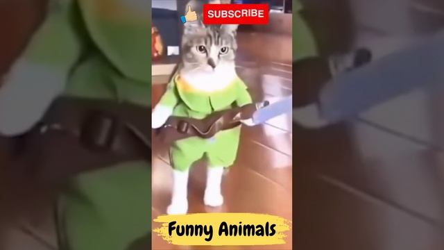 Смешные Животные