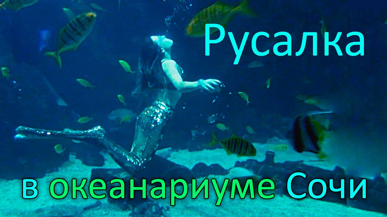 Русалка в Океанариуме Сочи. Девушка с хвостом русалки плавает под водой.