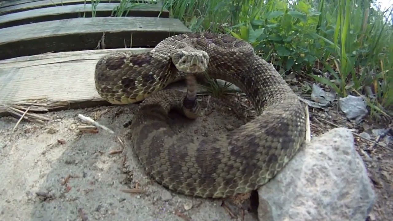 Нашествие змей. Подборка