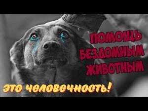 Еда собакам привезена Помогите нам Наша семья! Сбор на питание Приюту для собак.mp4