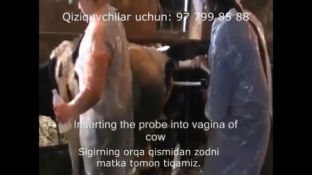 Sigirlarni uruglantirish vaqtini aniqlaydigan moslama. Qiziquvchilar uchun 90 428 53 88.mp4