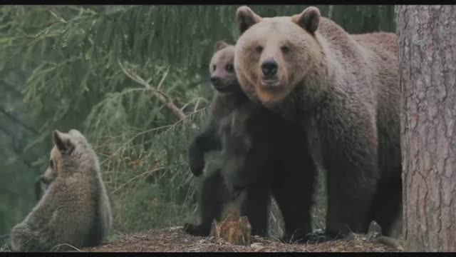 Моя Родина - Россия