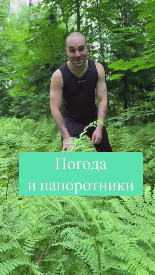 Погода и папоротники