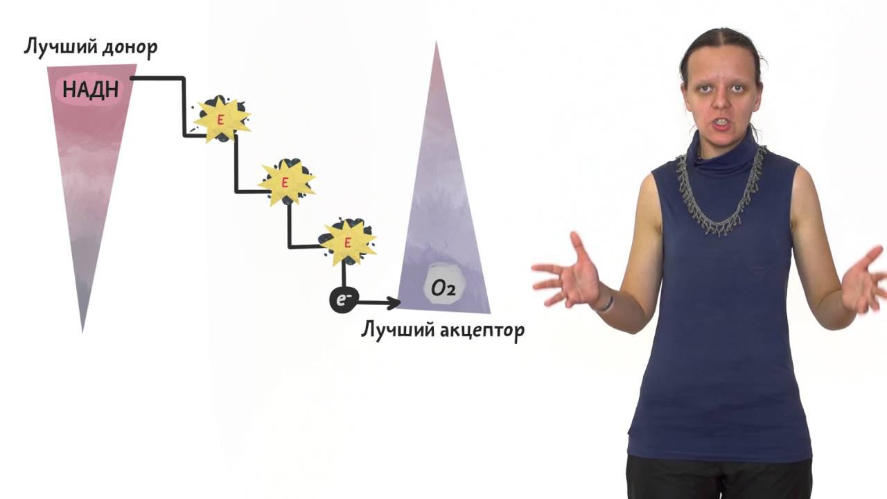 Энергия в ЭТЦ. Клеточное дыхание 2.2.