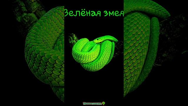 Зелёная змея (французская народная сказка)