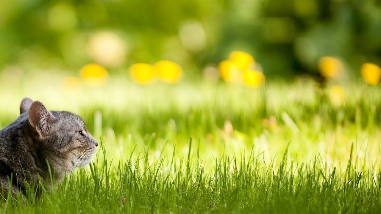 Кошка не идет туда, куда ее зовут  Она появляется там, где в ней нуждаются.