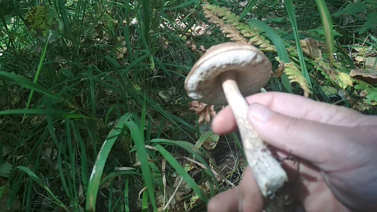 Снова грибы. Но мало...