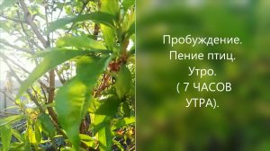 Пробуждение. Пение птиц. Утро. 7 часов утра. Relax.