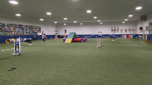 Phenix, Kerry Blue Terrier, Agility class. Snooker course. - смотреть ...