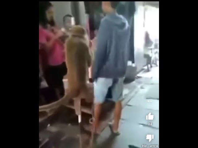 Обезьяна