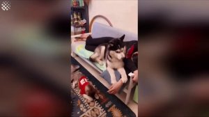 Ревнивый хаски