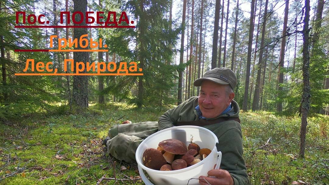 И снова лес и снова красивые грибы в сосновом лесу в районе пос. Победа.