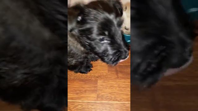 Маленькие скотч терьеры кушают😁