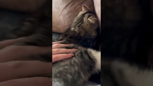 Лучше меня уже не найти 😼