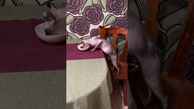 Школа этикета. Правила поведения за столом. Приколы с животными!