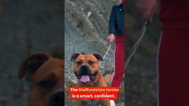 The American Staffordshire Terrier