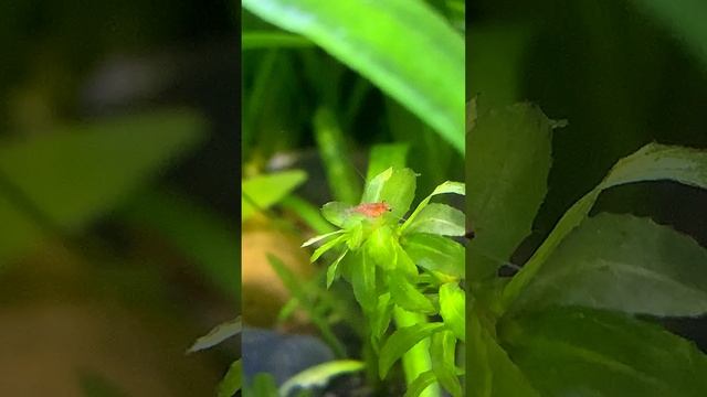 Малек аквариумной креветки вишня видео