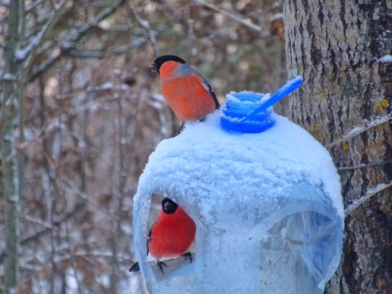 Снегирь в Кормушке