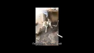 13 МИНУТ СМЕШНОГО ВИДЕО. ЛУЧШИЕ ВИДЕО ПРИКОЛЫ СМЕХ ДО СЛЁЗ…!