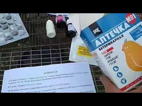 Лучшая схема пропойки для бройлеров.