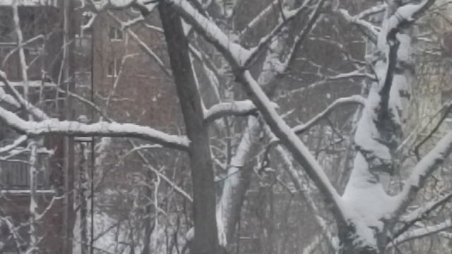 Белка прыгает по заснеженным ветвям VID_20240111_100217