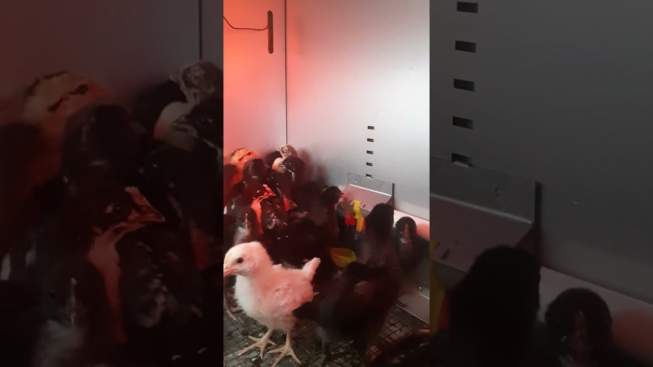 Какие они разные- кто-то очень шустрый, кто-то спокойный #цыплята