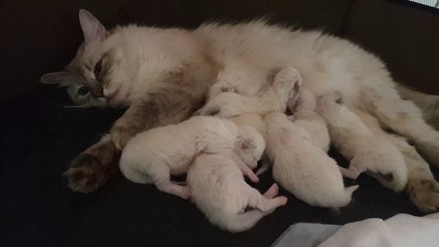 Молочная битва - Типичное кормление когда много котят