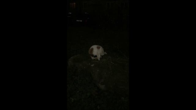 Кошка в вечерней темноте