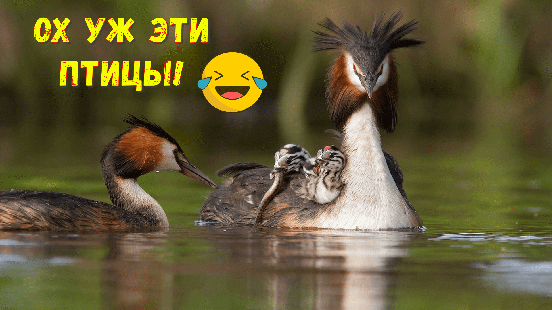 ОХ УЖ ЭТИ ПТИЦЫ!  ВИДЕО ПРИКОЛЫ, КОТОРЫЕ ЗАСТАВЯТ ВАС СМЕЯТЬСЯ ДО СЛЕЗ.