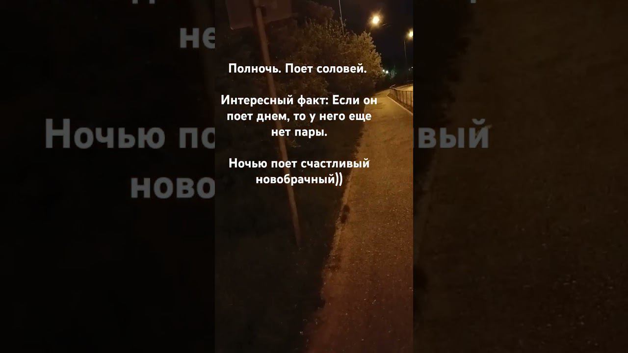 Поет соловей. Полночь. #соловей #пениептиц #природа #nature #весна